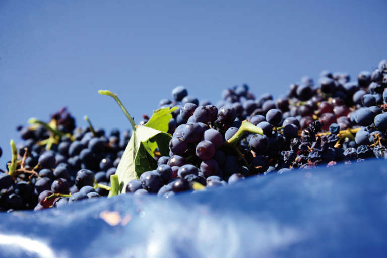 Las primeras uvas recogidas confirman una "excelente calidad" en La ...
