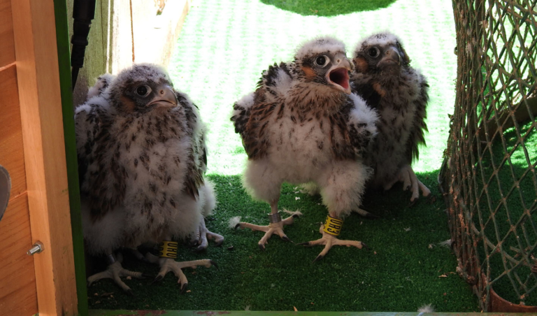 Los polluelos de halcón peregrino que vivirán en el Alcázar de Toledo ...
