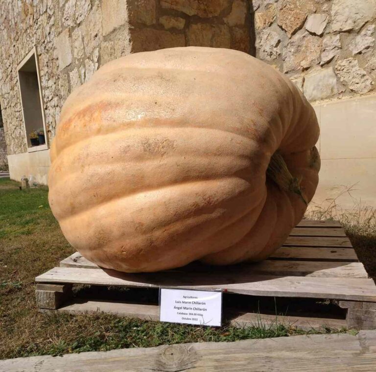 La calabaza gigante de Cañete (Cuenca): ¡304 kilos!!!!!! - ENCLM