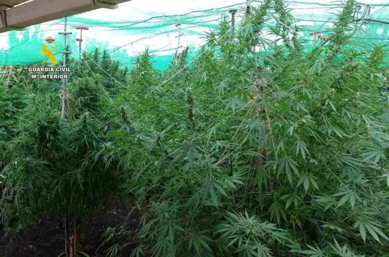 Vídeo | Desmantelan una cultivo de marihuana en Tarazona (Albacete) - ENCLM