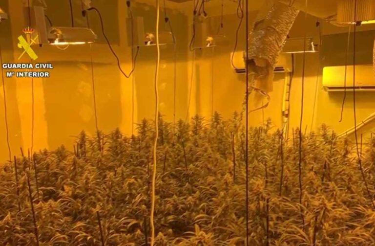 Cuatro detenidos tras desmantelar dos plantaciones de marihuana en dos pueblos de Toledo - ENCLM