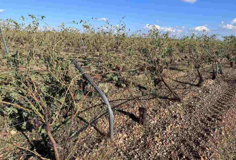 Las tormentas en Cuenca dejan daños entre el 50 y 100% en cultivos de ...